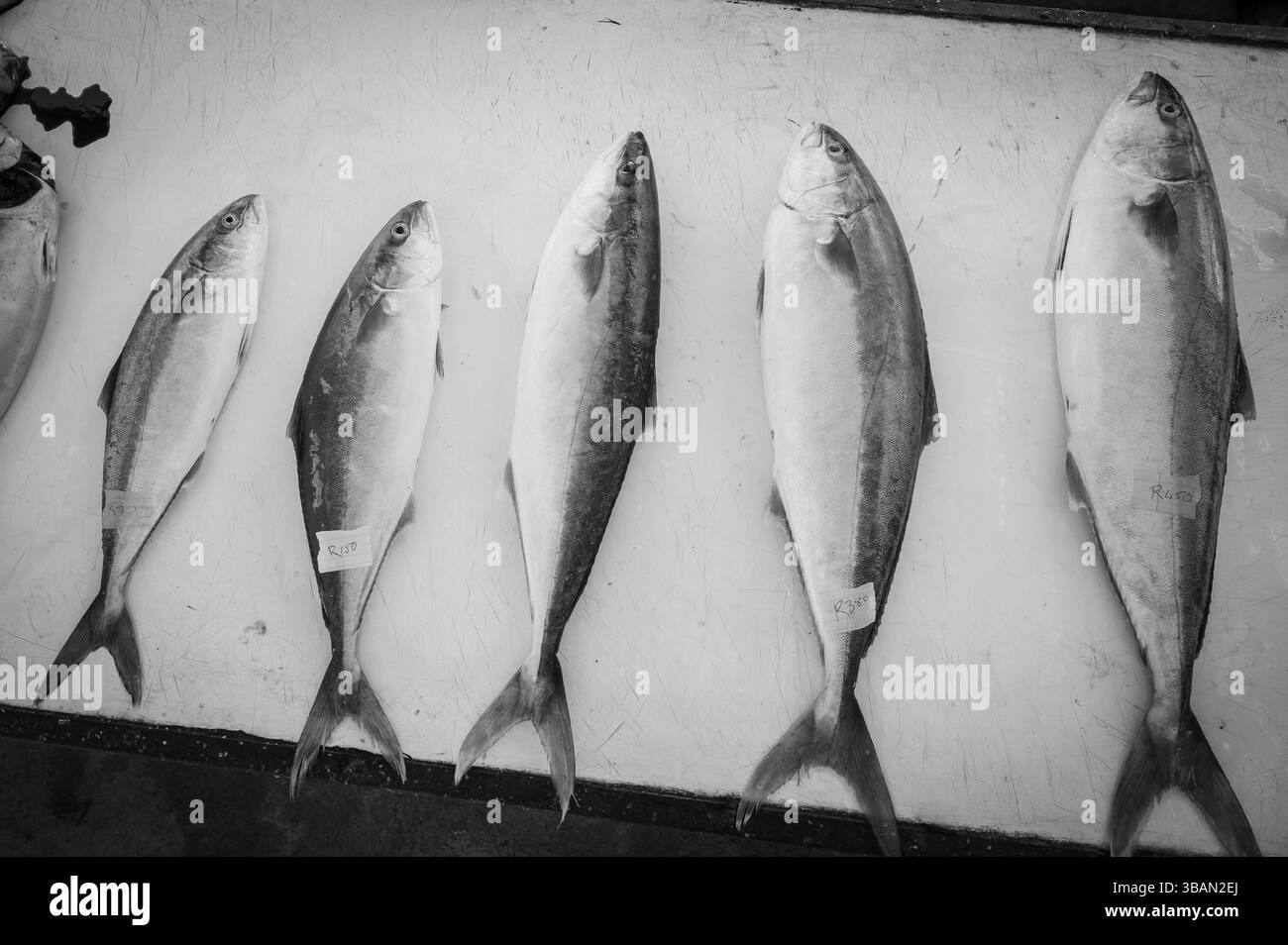 Yellowfin, or Ahi Tuna in a traditional fish market. Traditional ...