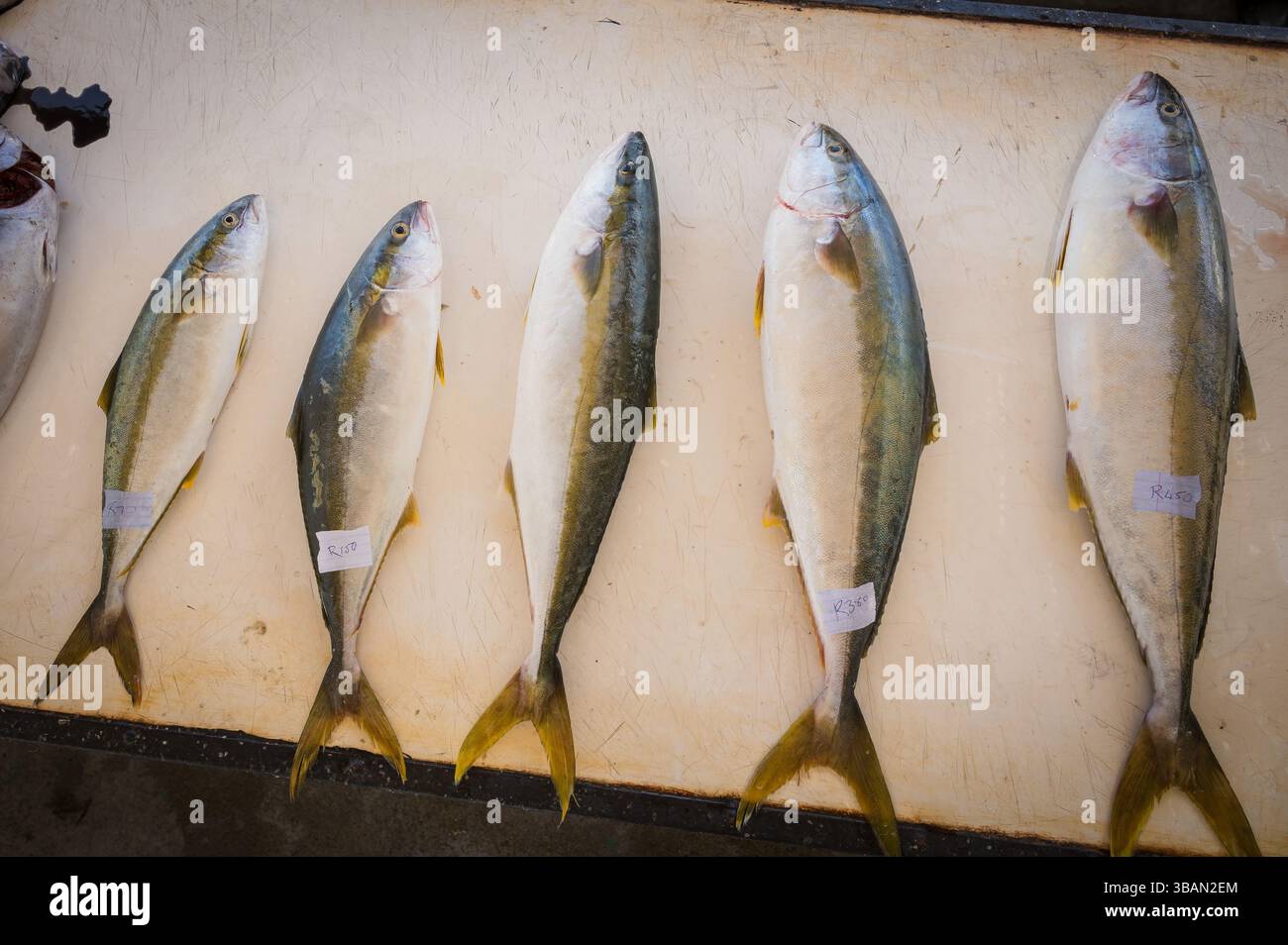 Yellowfin, or Ahi Tuna in a traditional fish market. Traditional ...