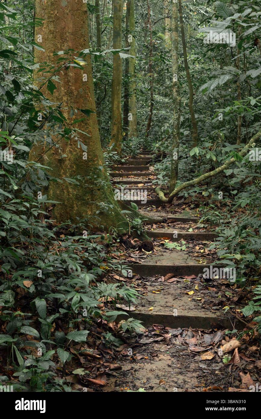 A path through the dense tropical forest in Cuc Phuong national park ...
