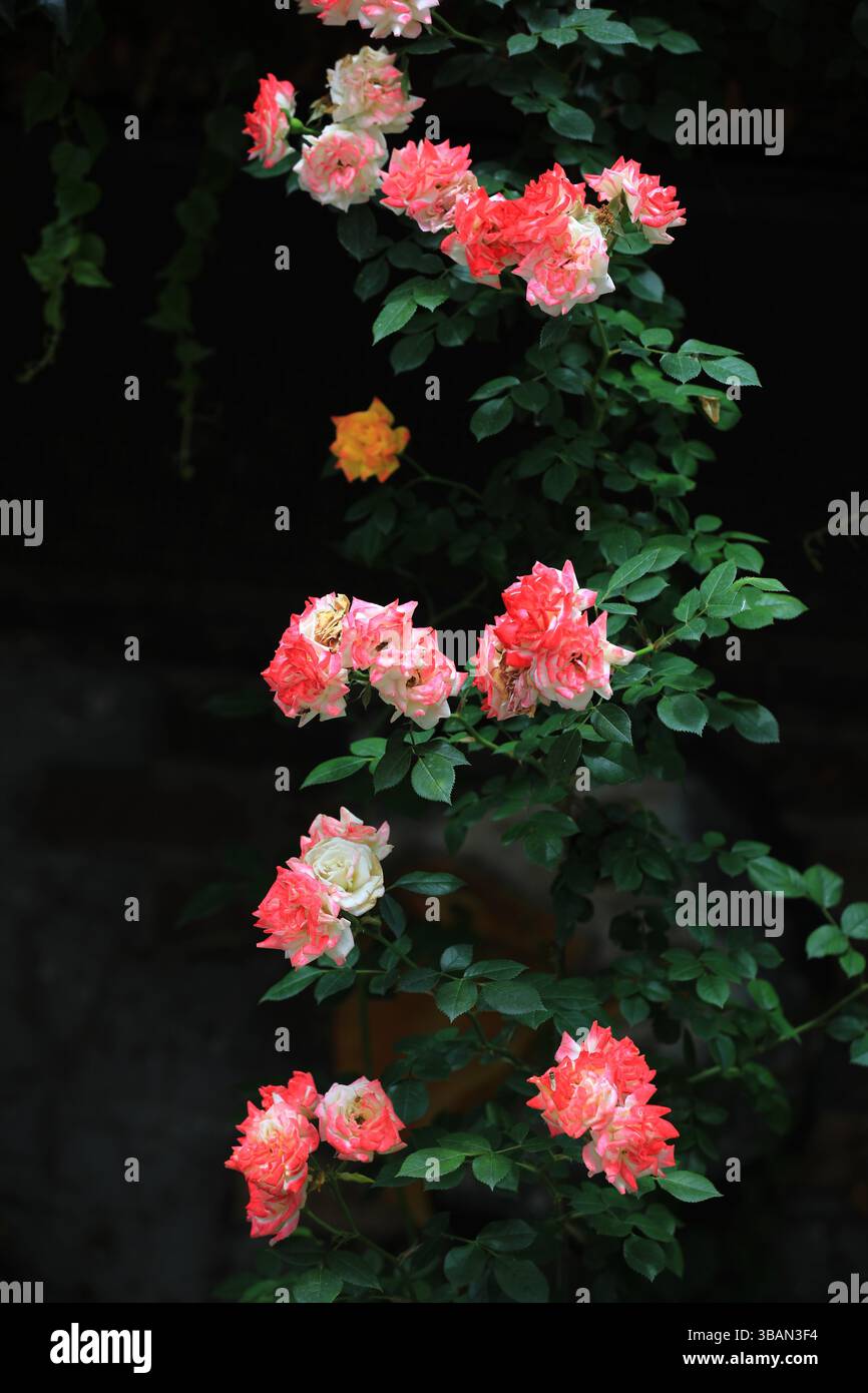 Chinese rose flowers bloom after a rainfall in Huai'an City, east China ...