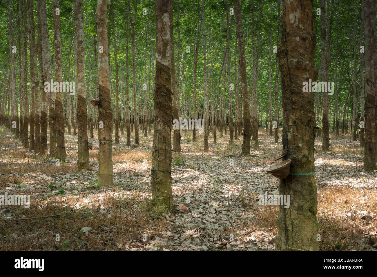 Rubber trees in neat rows hi-res stock photography and images - Alamy