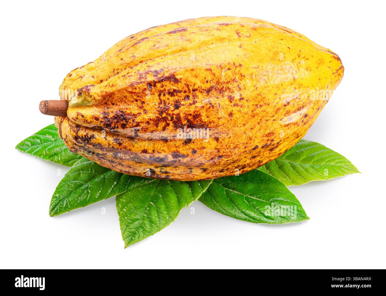 Yellow cocoa fruit or cocoa pod over green leaves isolated on white ...
