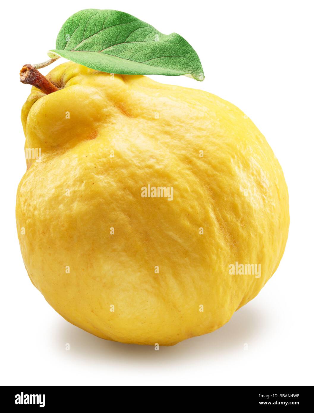 Quince with quince green leaf on white background. File contains ...