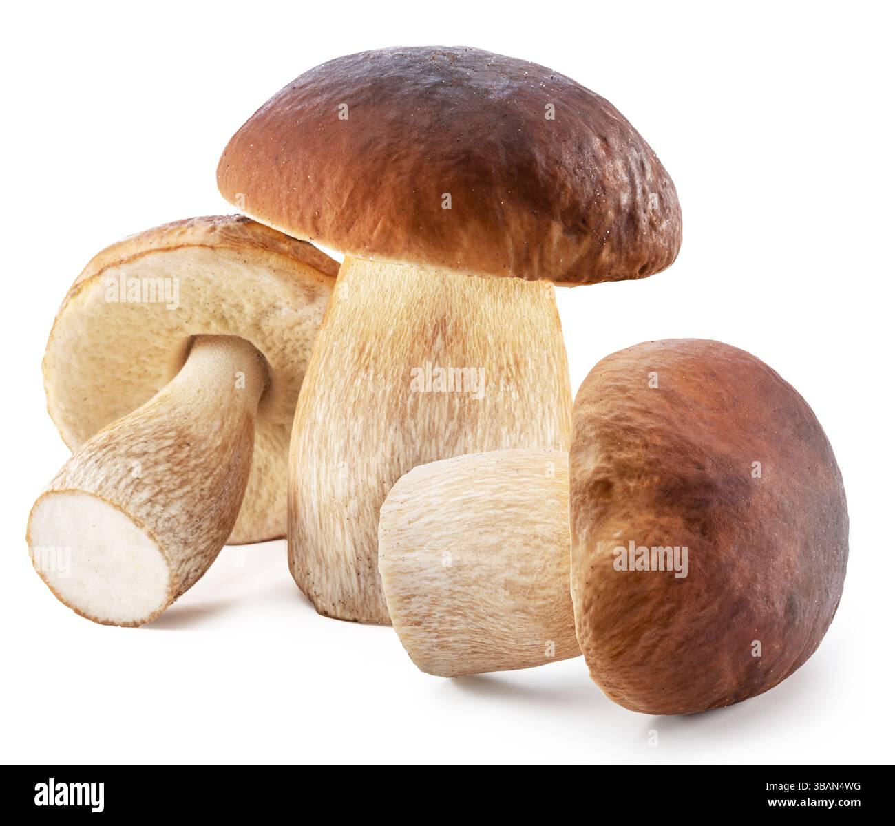 Group of porcini or boletus mushrooms isolated on white background ...