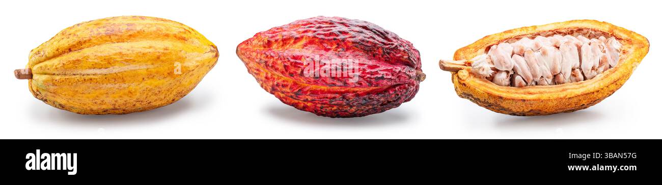 Set of yellow and red cocoa fruits or cocoa pods isolated on white ...