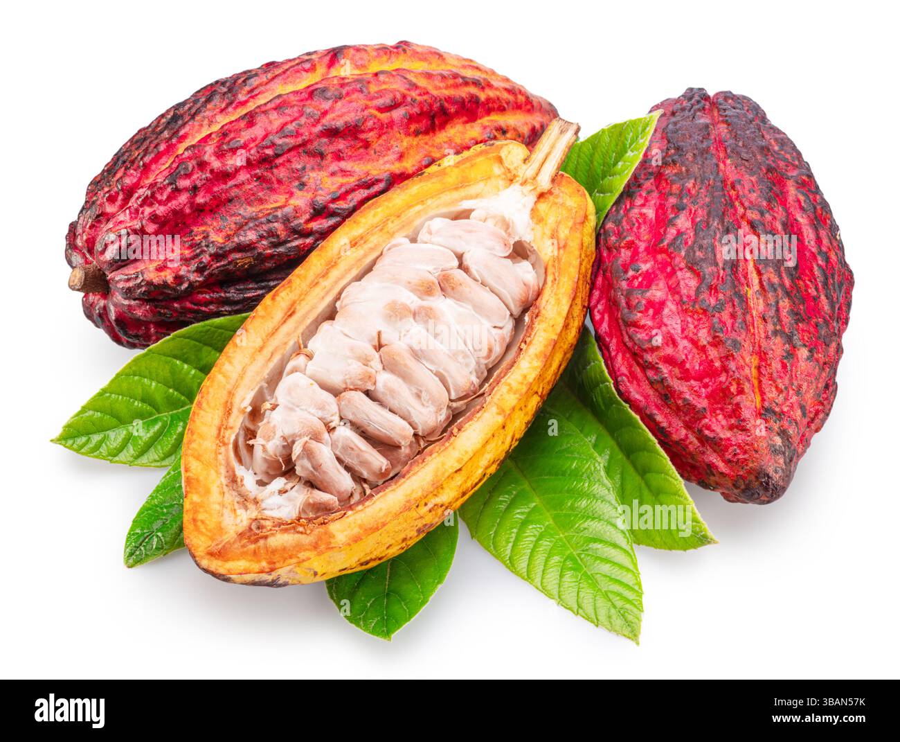 Red cocoa fruits or cocoa pods over green leaves isolated on white ...