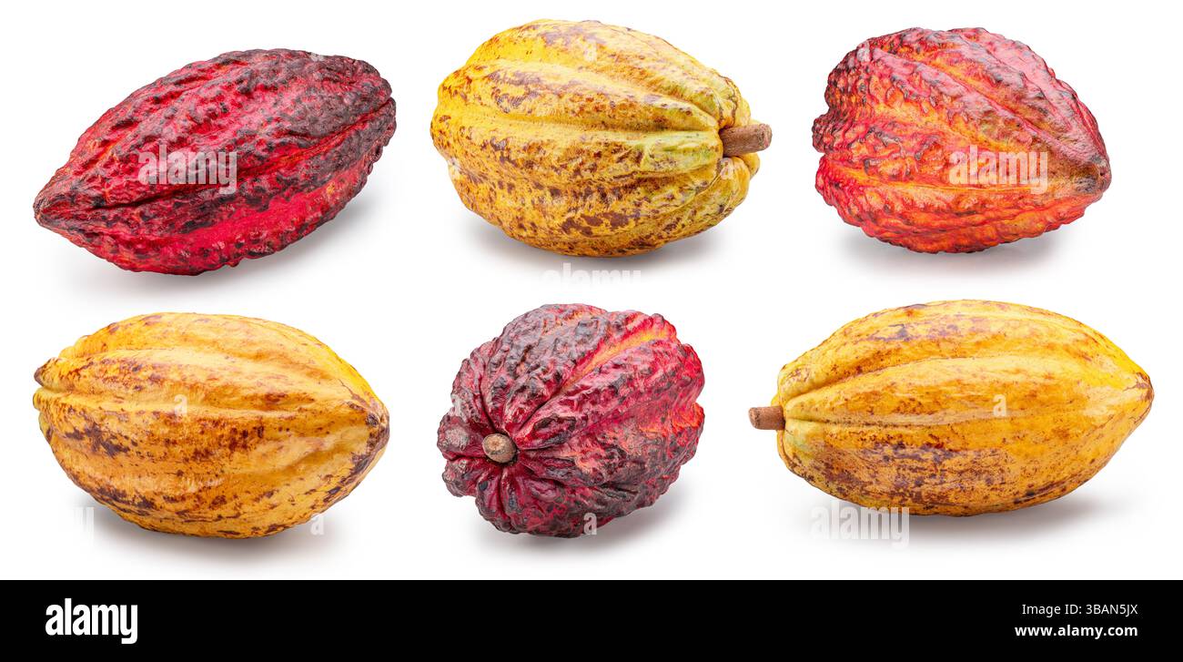 Set of yellow and red cocoa fruits or cocoa pods and green leaves ...