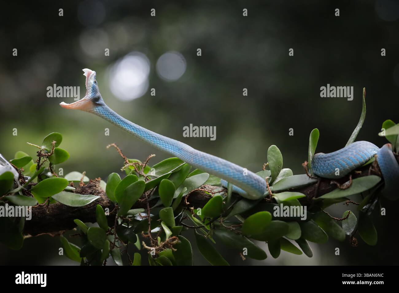 Close-up side view of a Blue viper snake (Trimeresurus insularis) on a ...
