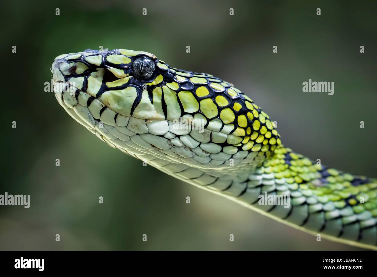 Close-up side view of the head of a Sumatran palm pit viper (Parias ...
