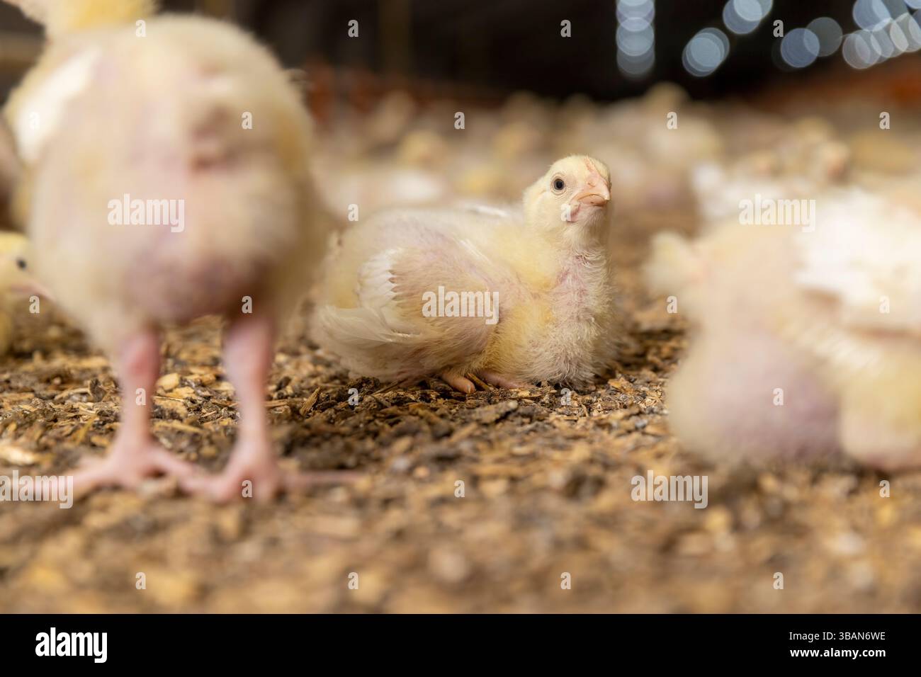 broiler chickens in a poultry house of a farm for growing meat breeds ...