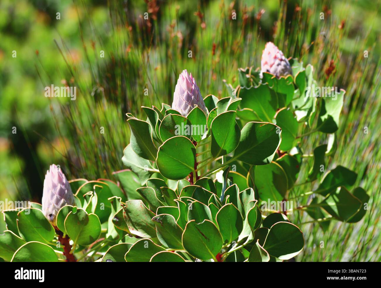 Cocoon of King Protea Flower (Protea cynaroides Stock Photo - Alamy