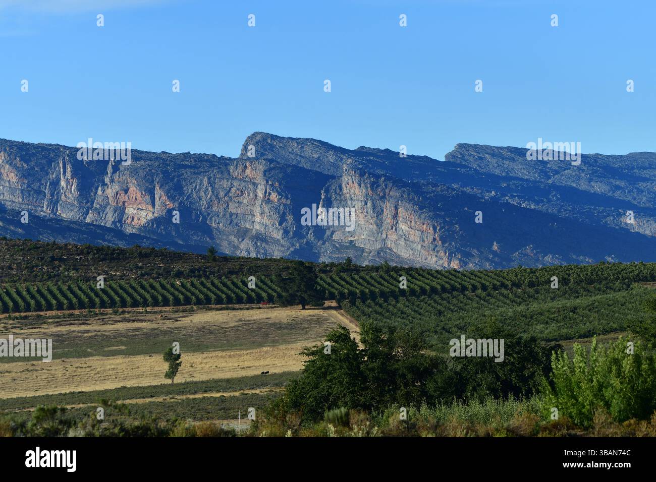 Farm Landscape near Ceres showing Orchards and a fruit crops. Western ...