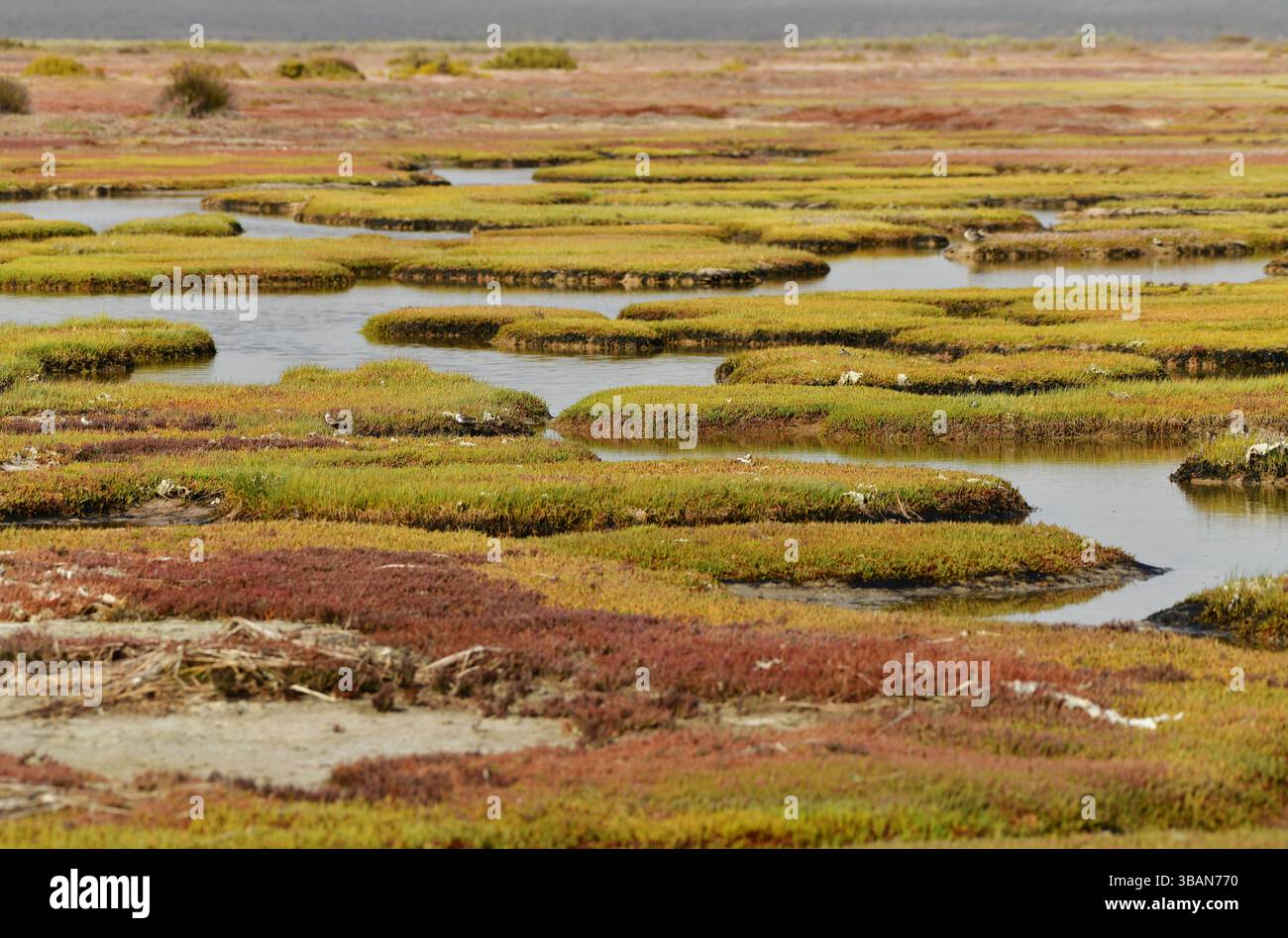 West Coast Strandveld Vegetation and Marshes on the fringes of the ...