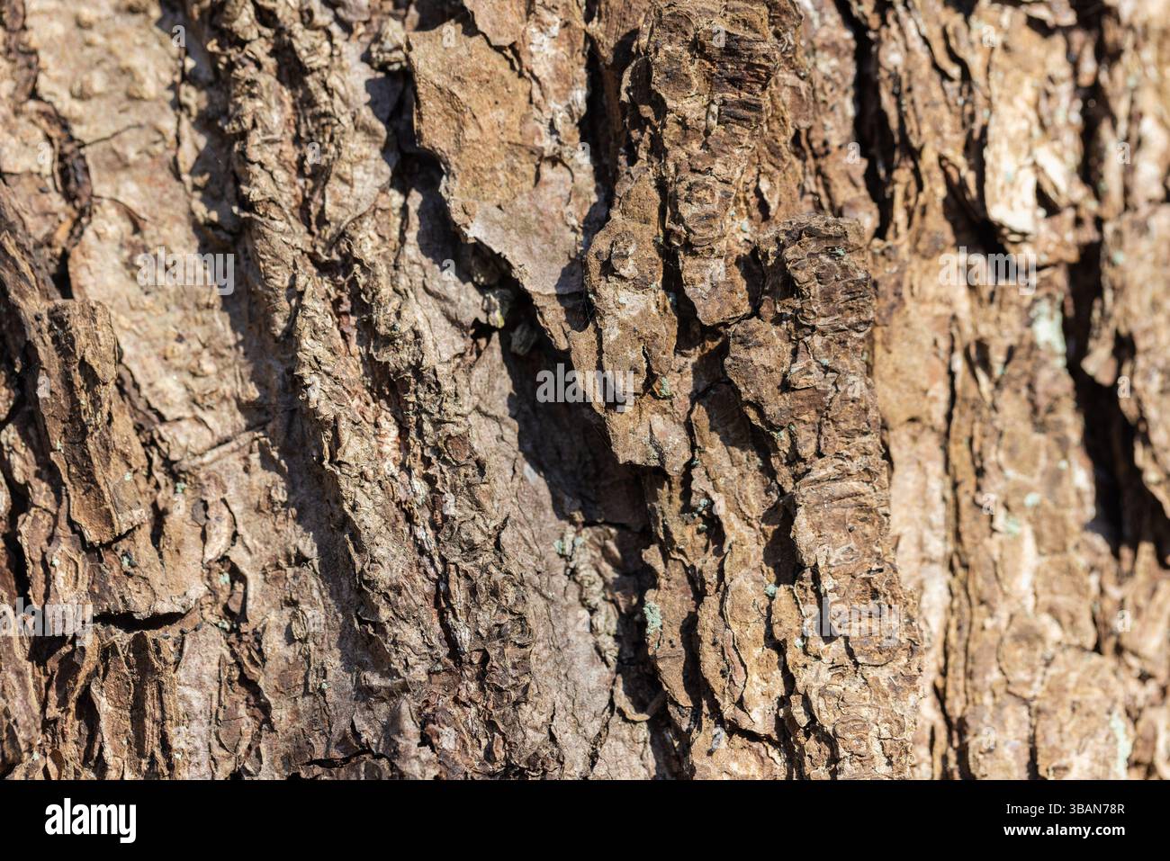 Detailed close-up of a pine tree bark. Emphasizing its texture, shapes ...