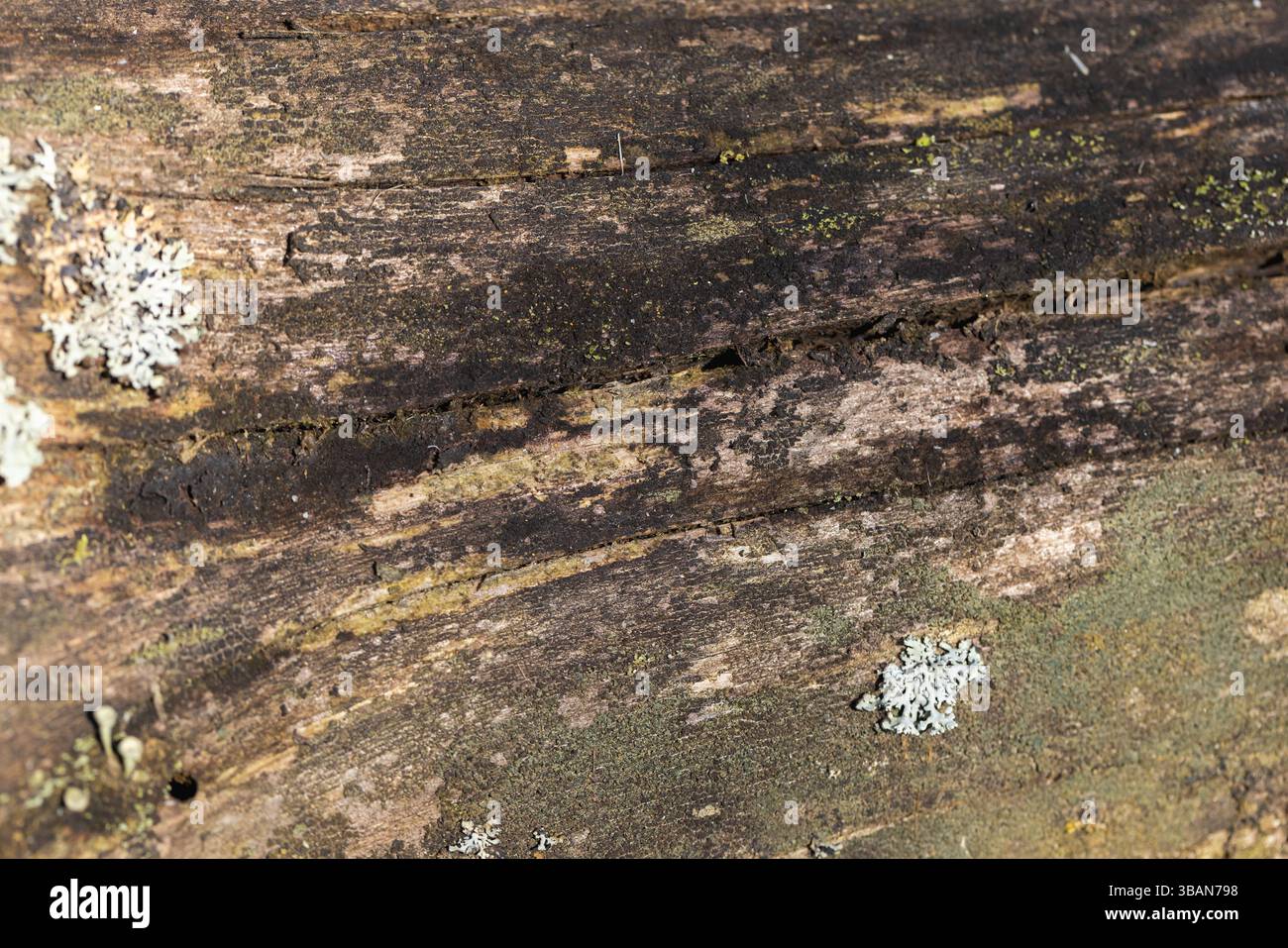 Detailed shot showcasing the weathered texture of tree log covered in moss and lichen, capturing ...