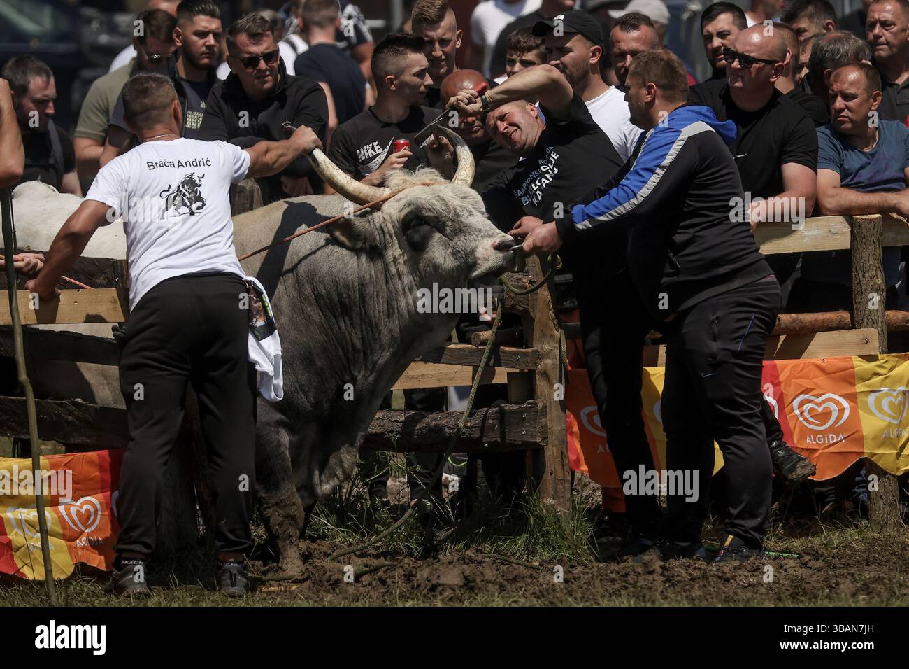 A judge checks the horns of a bull to ensure they have not been ...