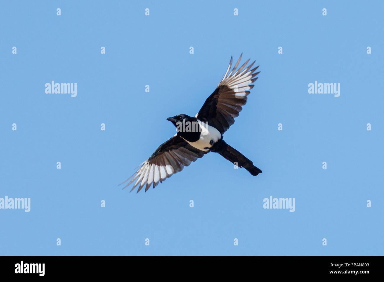 Magpie, Pica pica, flying overhead with wings spread out against a ...