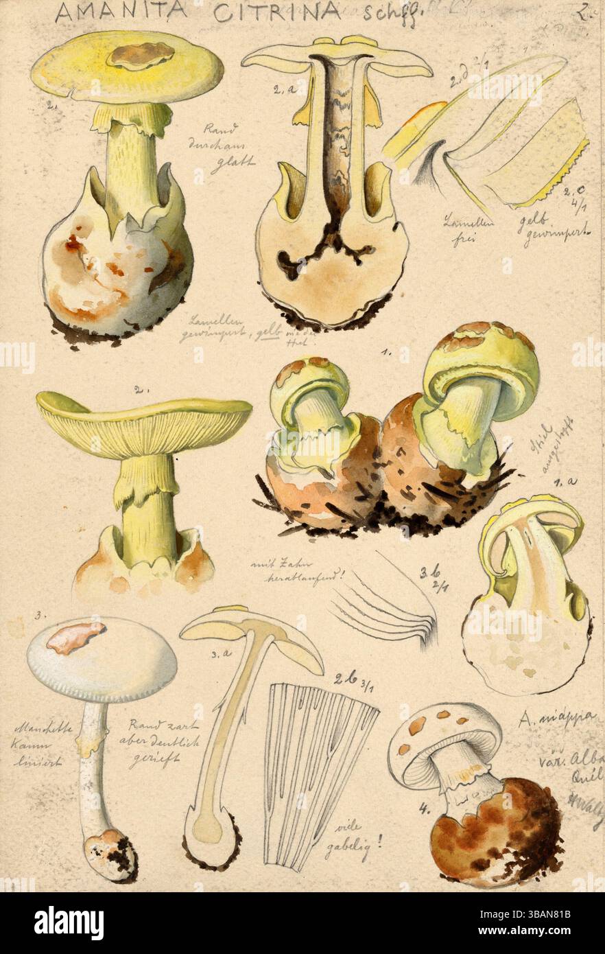 Mushroom, fungi, yellow death cap, Amanita citrina, syn. Amanita mappa ...