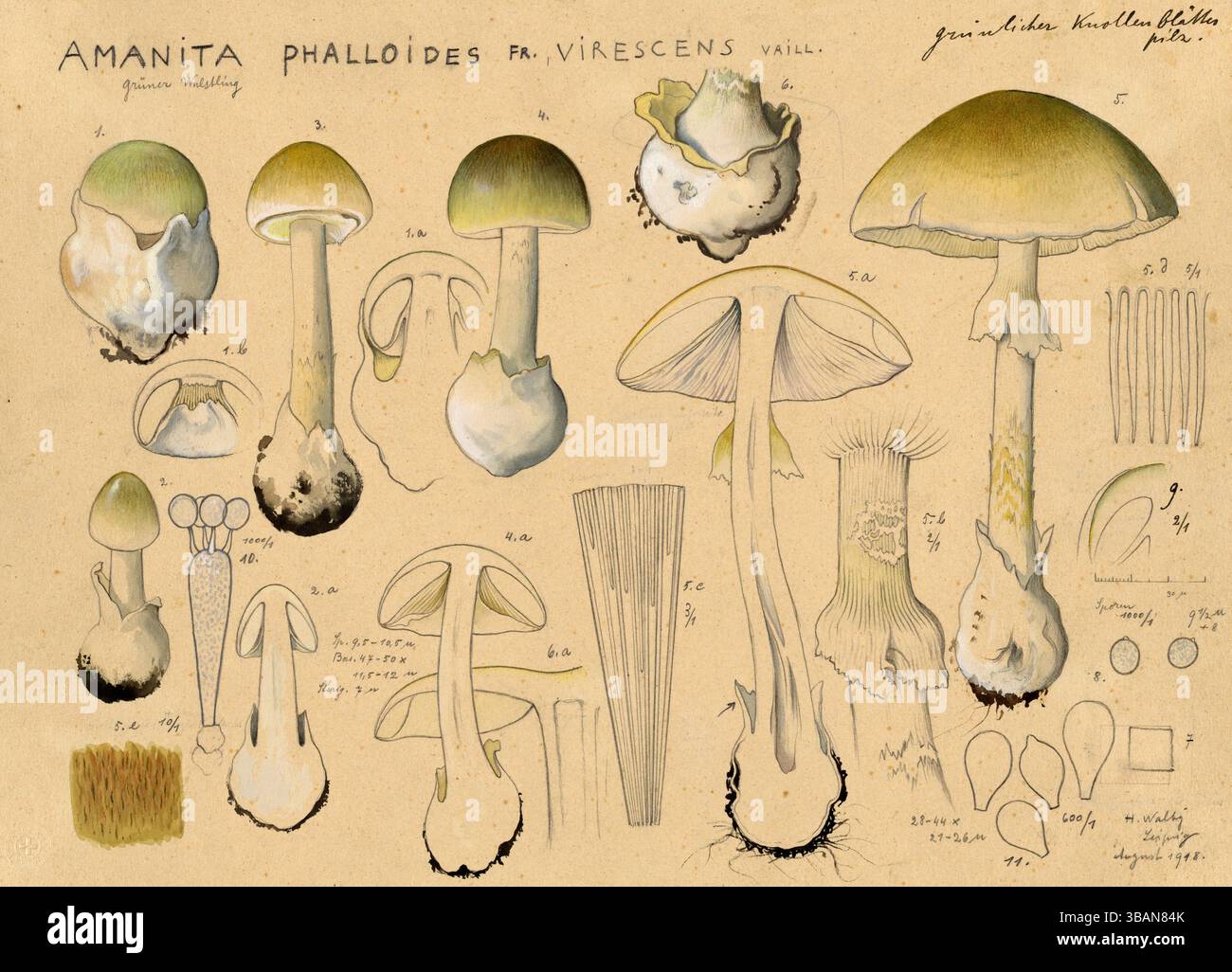 Mushroom, fungi, green death cap, Amanita phalloides, authentic ...