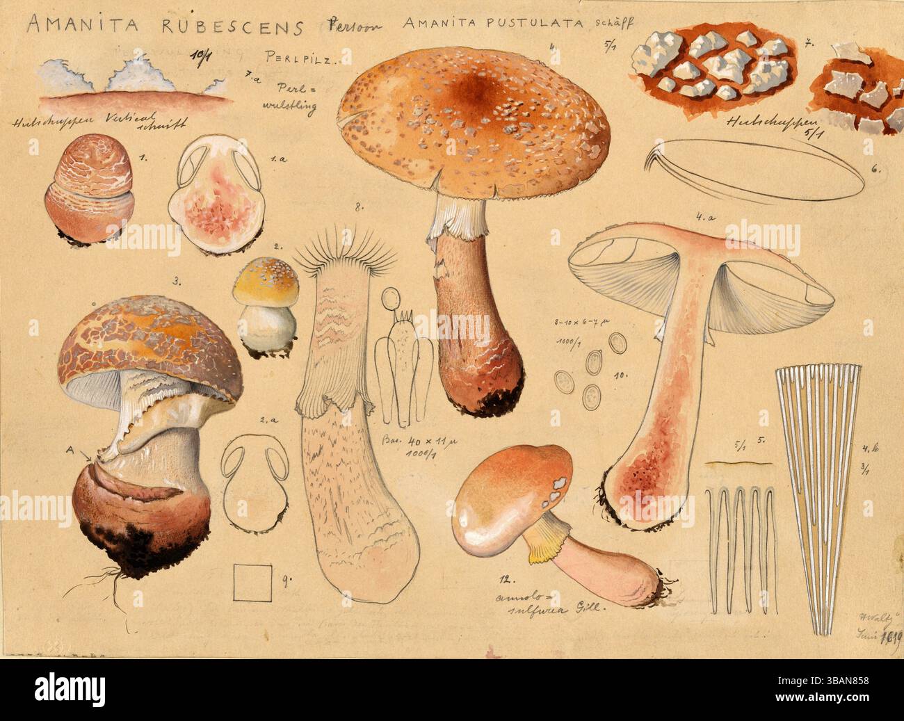 Mushroom, mushrooms, pearl mushroom or reddish puffball, Amanita rubescens, authentic ...