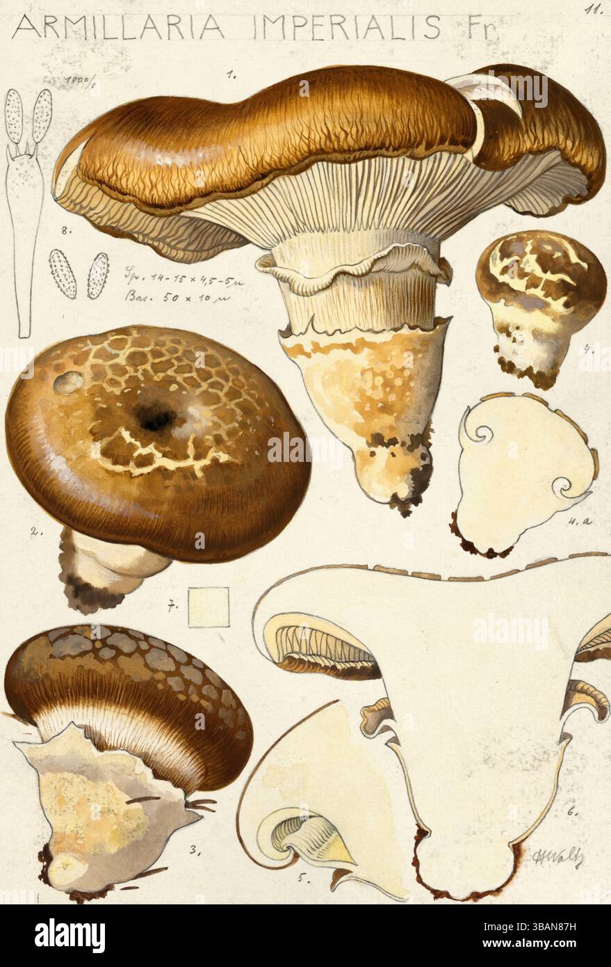 Mushroom, fungi, Armillaria imperialis, double-ringed funnel, hard ...