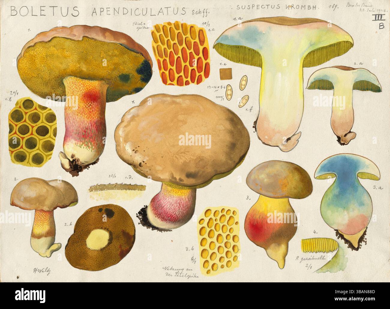 Mushroom, mushrooms, appendage bolete, Butyriboletus appendiculatus ...