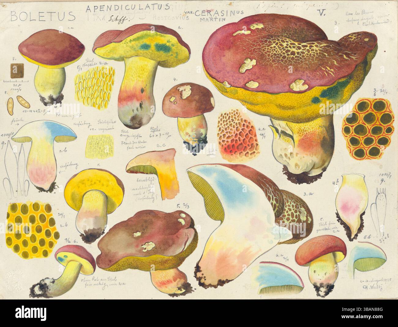 Mushroom, mushrooms, appendage bolete, Butyriboletus appendiculatus ...
