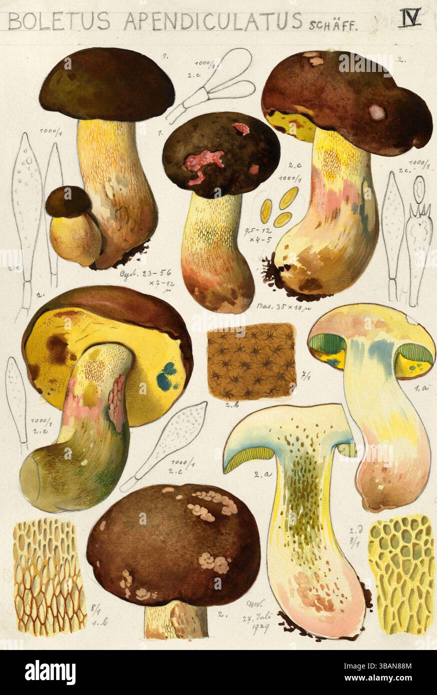 Mushroom, mushrooms, appendage bolete, Butyriboletus appendiculatus ...