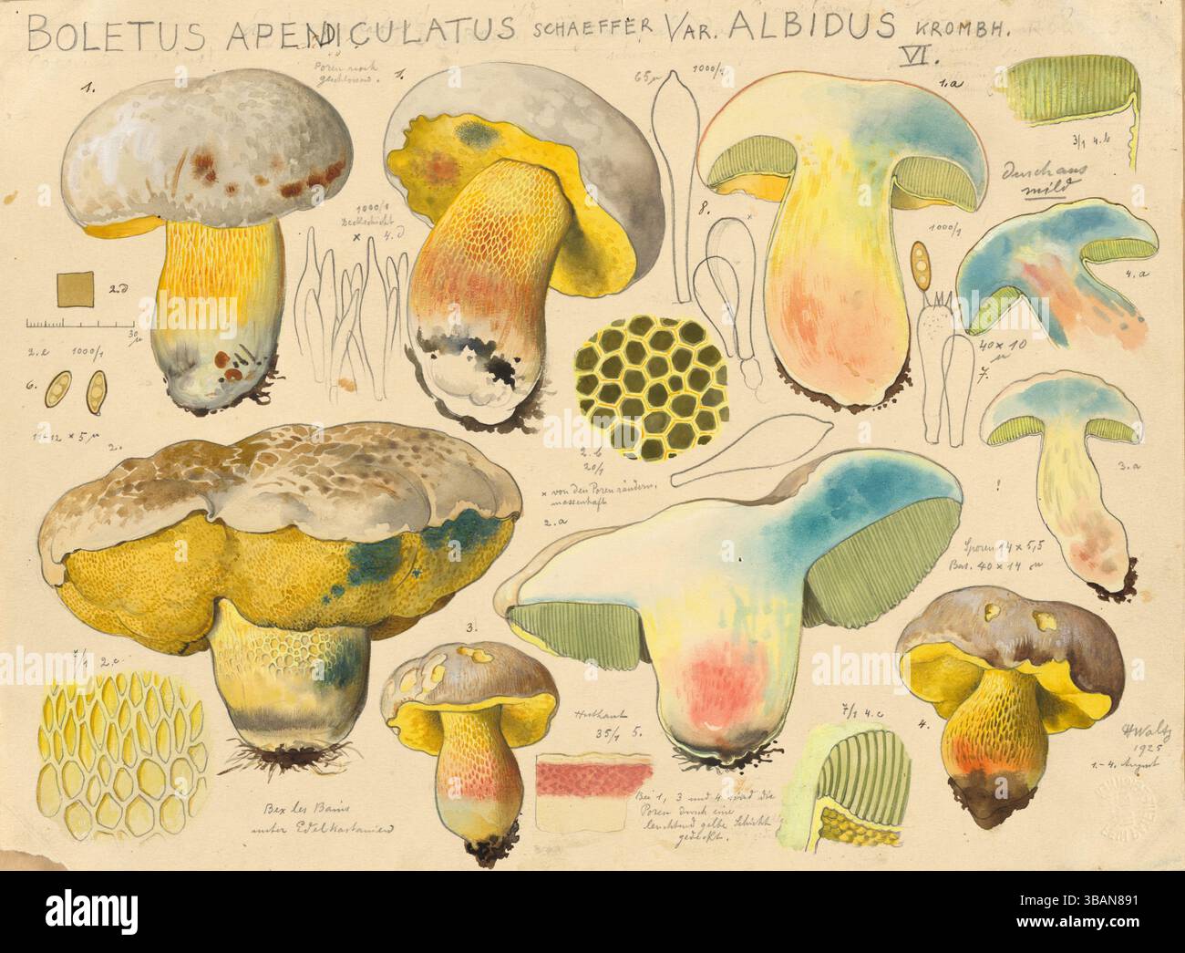 Mushroom, mushrooms, appendage bolete, Butyriboletus appendiculatus ...