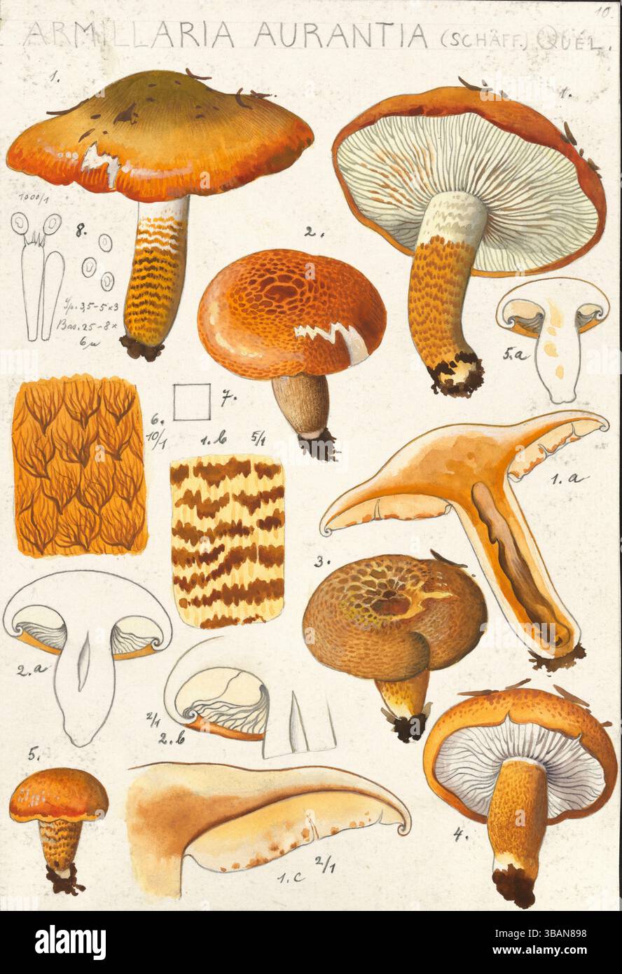 Mushroom, mushrooms, orange knight, Tricholoma aurantium, syn. Armillaria aurantia, authentic ...