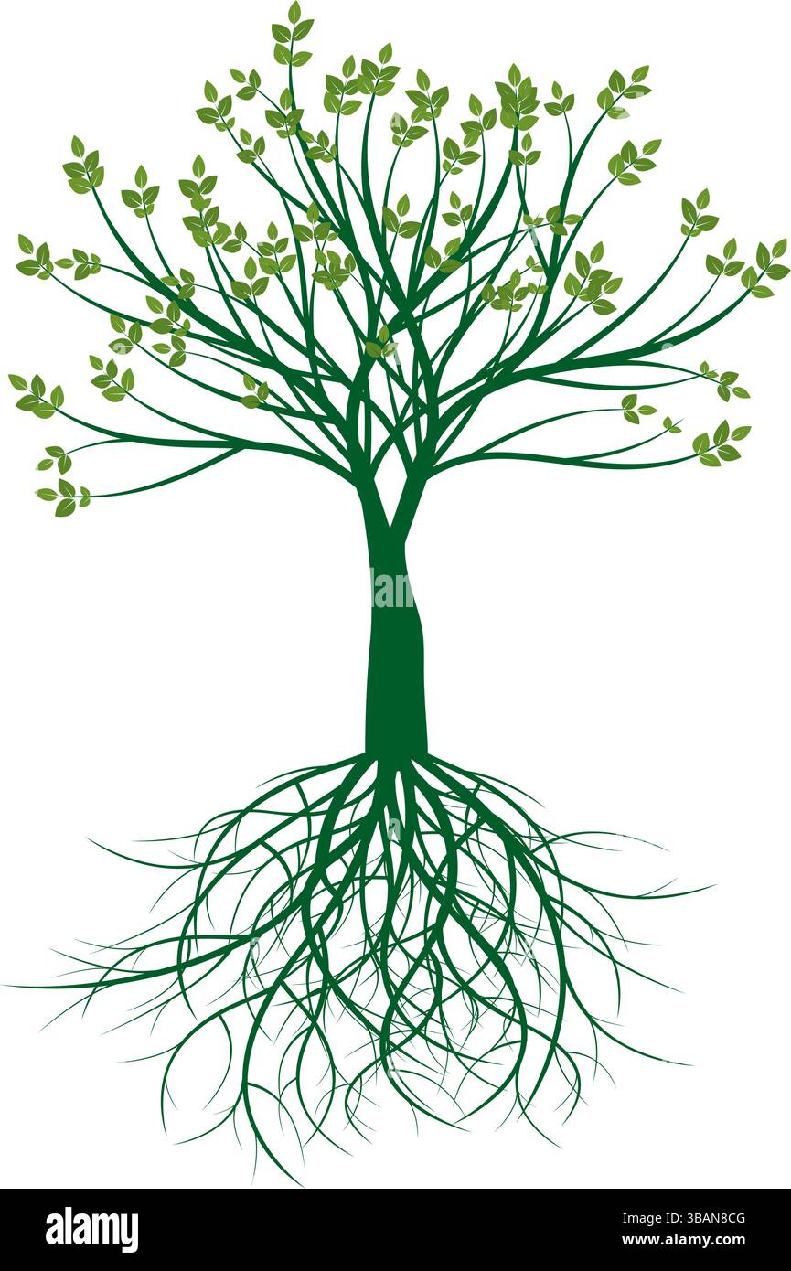 Green Tree with Roots on white background isolated Stock Vector Image ...