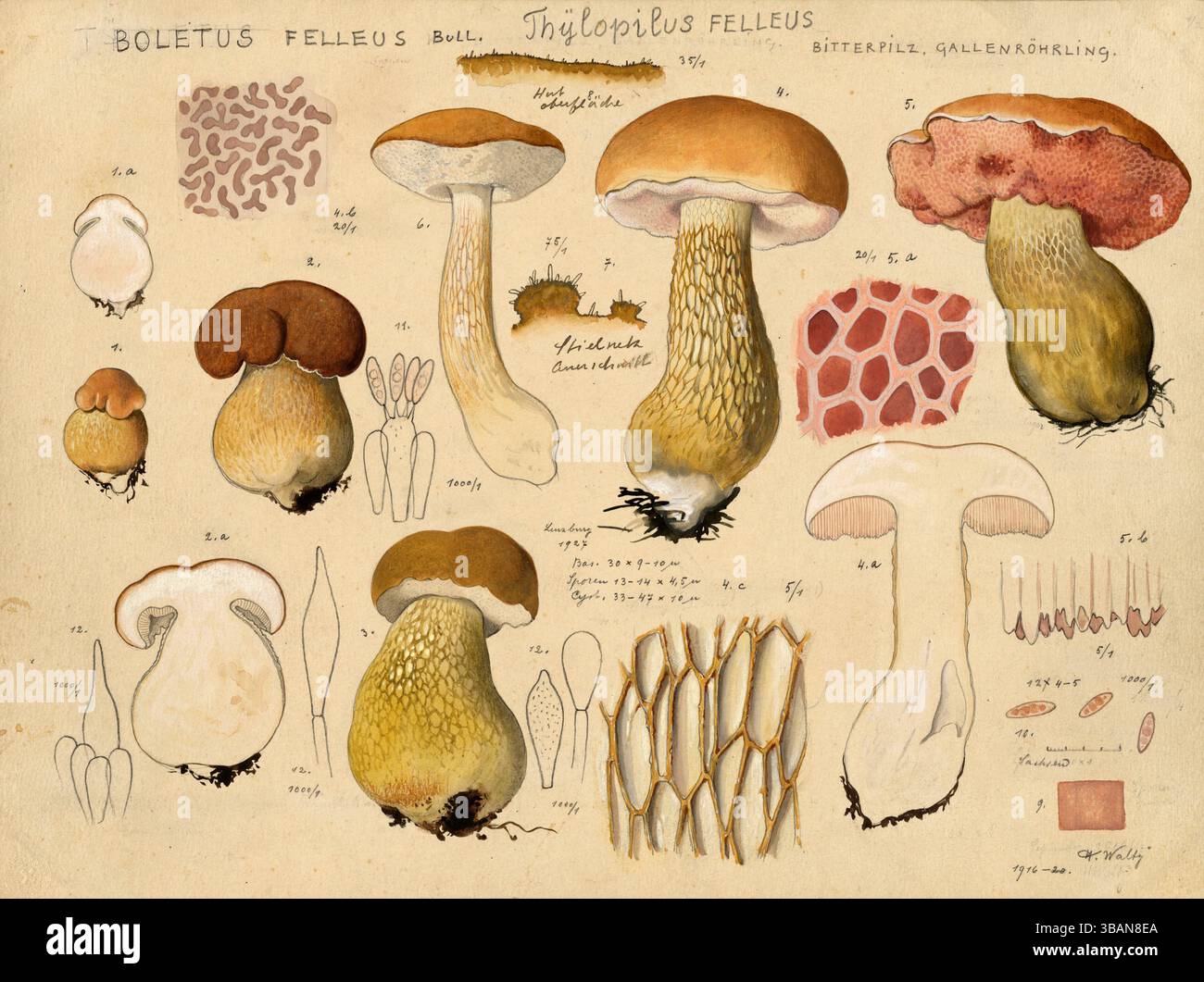 Mushroom, fungi, common gall bolete, Tylopilus felleus, syn. Boletus ...