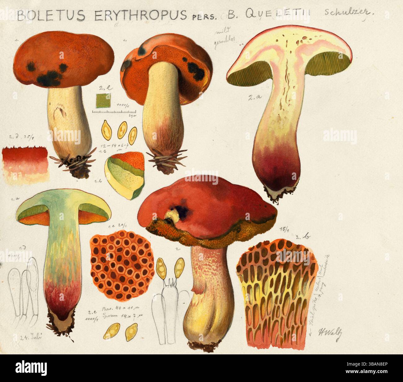 Mushroom, fungi, Neoboletus erythropus, syn. Boletus erythropus ...