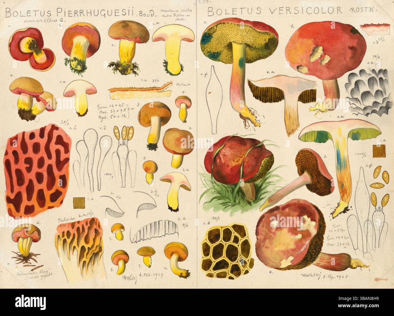 Mushroom, mushrooms, Boletus pierrhuguesii and Boletus versicolor ...