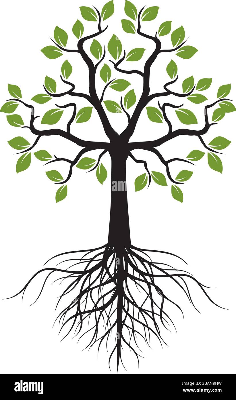 Shape of Spring Tree. Vector outline Illustration. Plant in Garden ...
