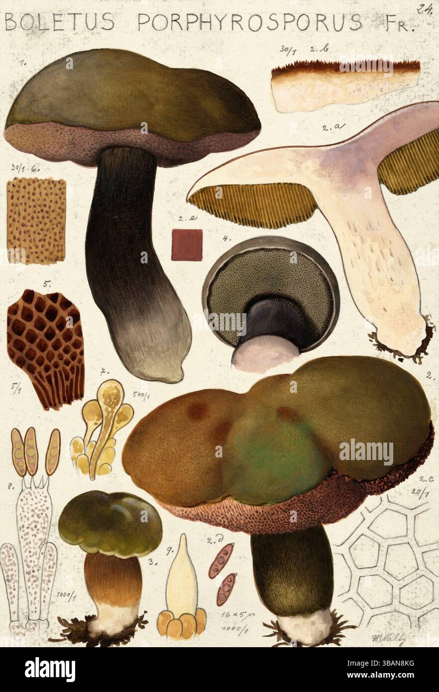 Mushroom, mushrooms, Porphyrellus porphyrosporus, syn. Porphyrellus ...