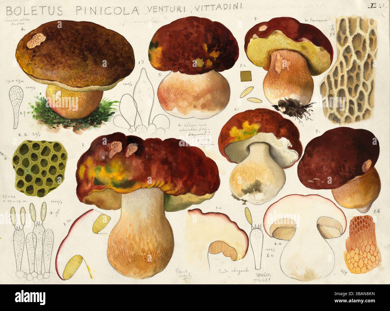 Mushroom, mushrooms, pine or red-capped bolete, Boletus pinophilus, syn ...