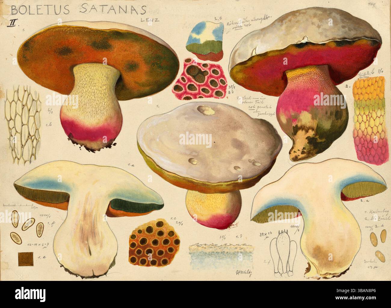 Mushroom, fungi, Satan's Boletus, Rubroboletus satanas, syn. Boletus ...