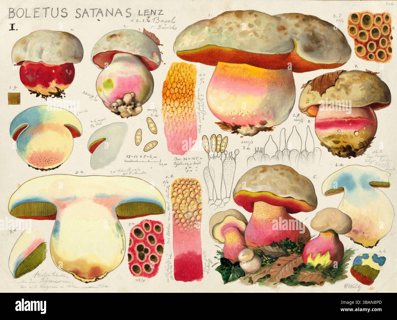 Mushroom, fungi, Satan's Boletus, Rubroboletus satanas, syn. Boletus ...