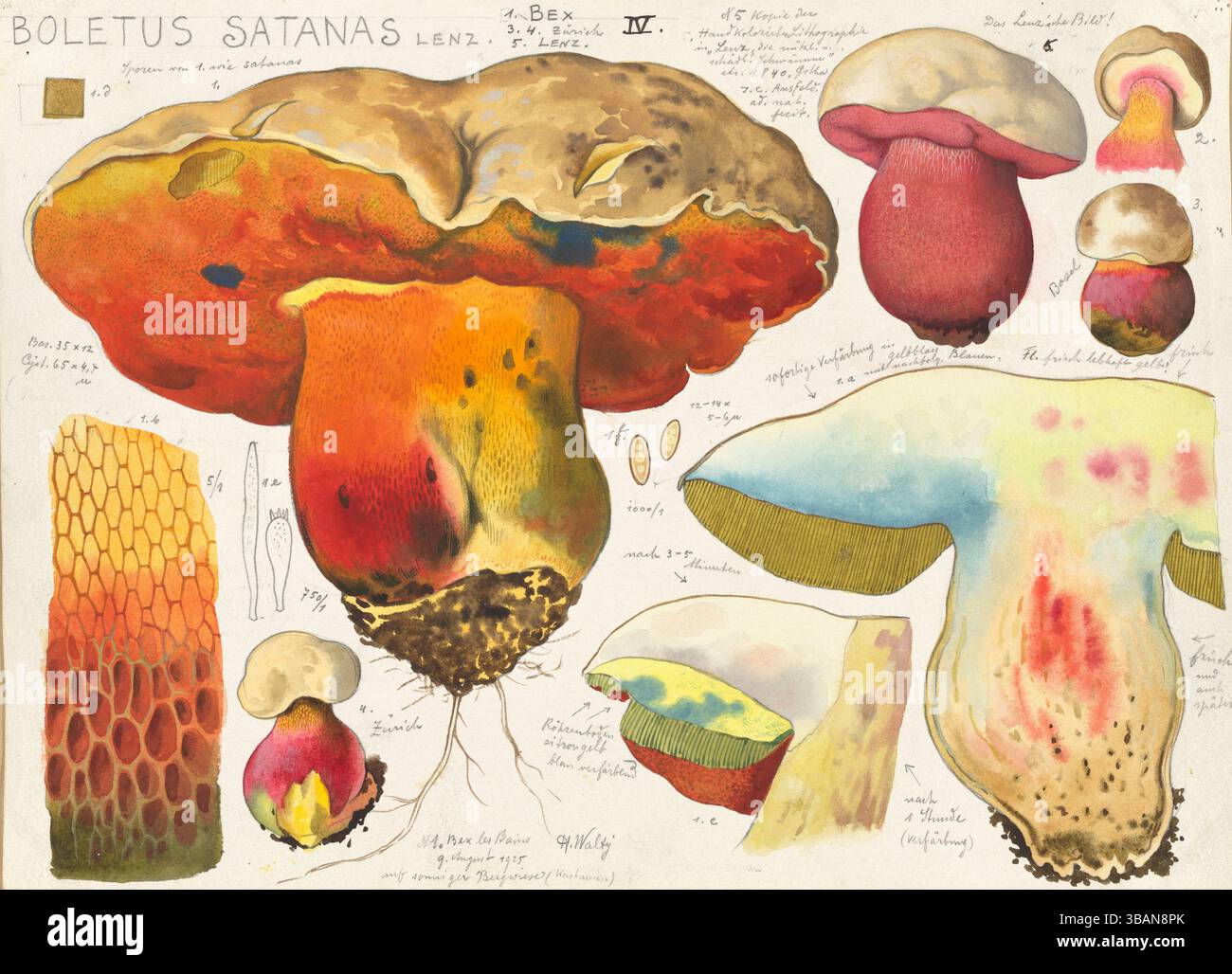Mushroom, fungi, Satan's Boletus, Rubroboletus satanas, syn. Boletus ...