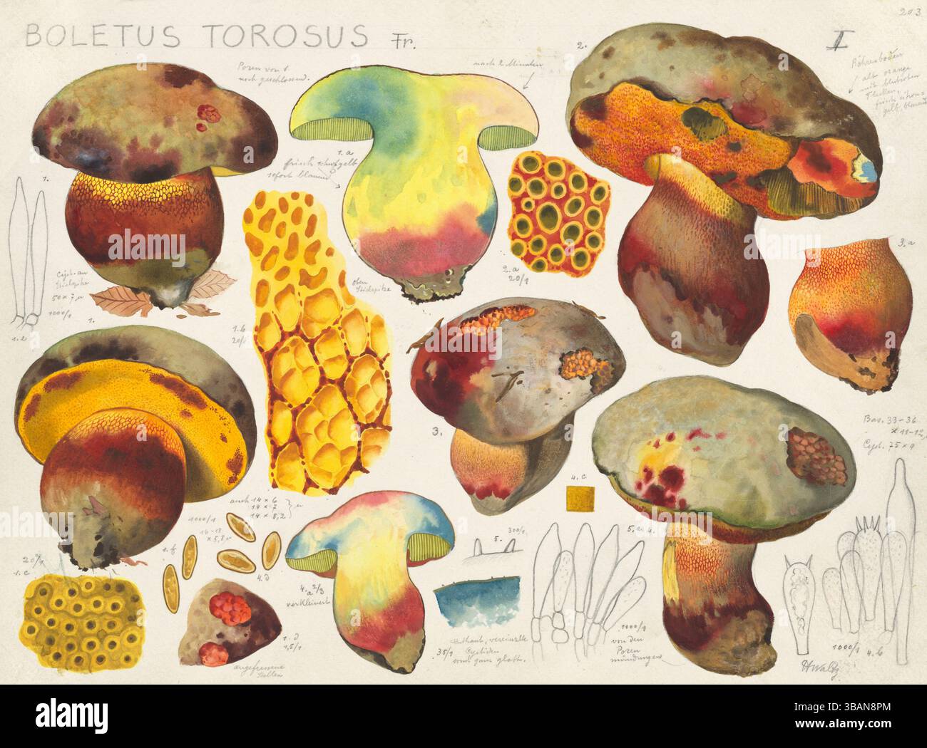 Mushroom, mushrooms, ox-bolete, Imperator torosus, syn. Boletus torosus ...