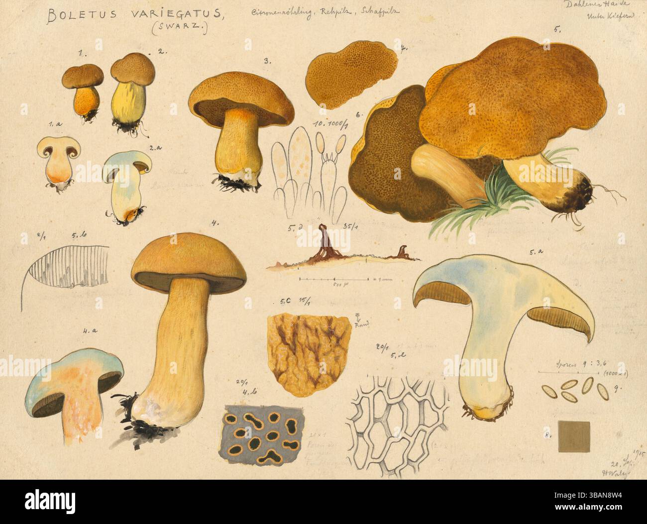 Mushroom, mushrooms, Suillus variegatus, syn. Boletus variegatus ...