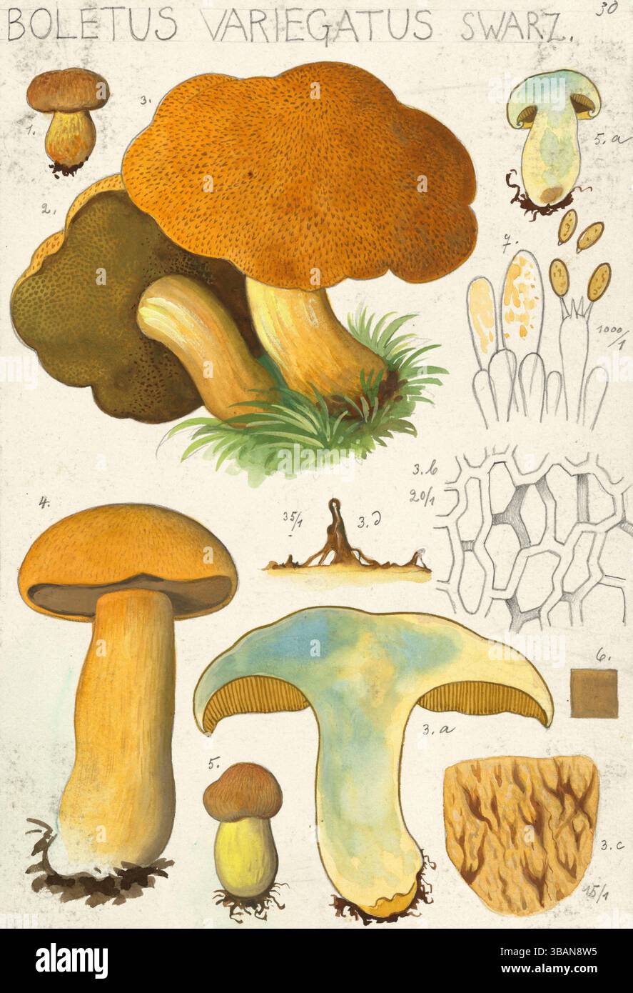 Mushroom, mushrooms, sand bolete, roe deer mushroom, Suillus variegatus ...