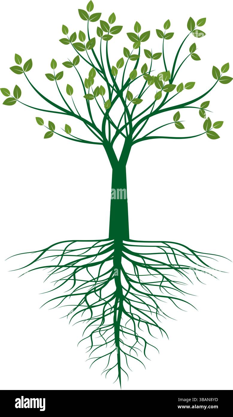 Shape of Green Tree with Leaves and Roots. Vector outline Illustration ...