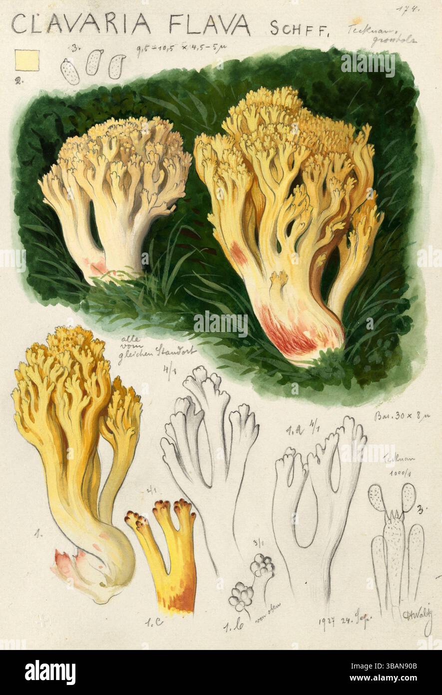 Mushroom, mushrooms, yellow coral, lemon yellow coral, sulphur yellow ...
