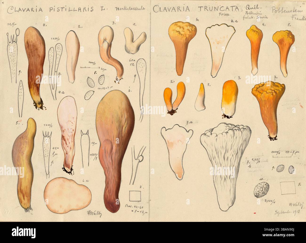 Mushroom, mushrooms, Hercules' giant club, Hercules' club ...