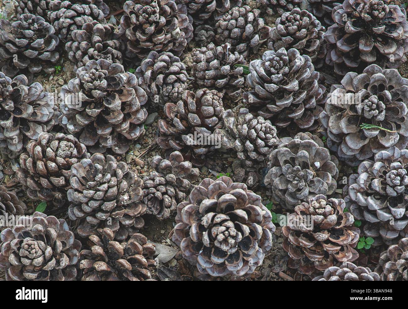 Fibonacci sequence nature hi-res stock photography and images - Alamy