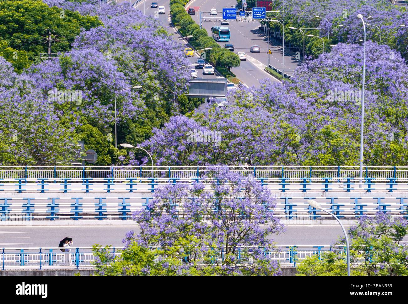 Chongqing,China.12th May 2025. Blue jacaranda trees are in full bloom ...