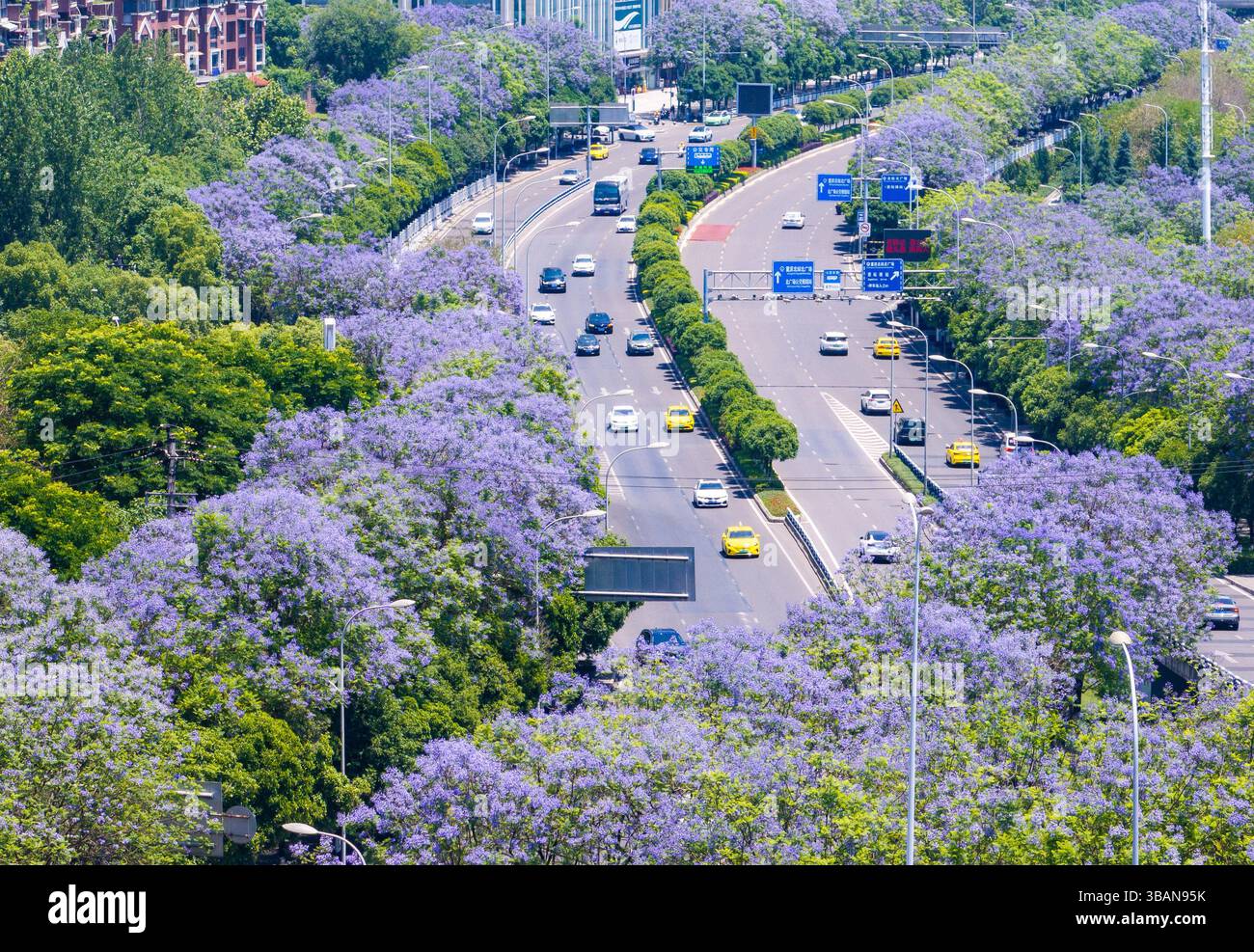 Chongqing,China.12th May 2025. Blue jacaranda trees are in full bloom ...