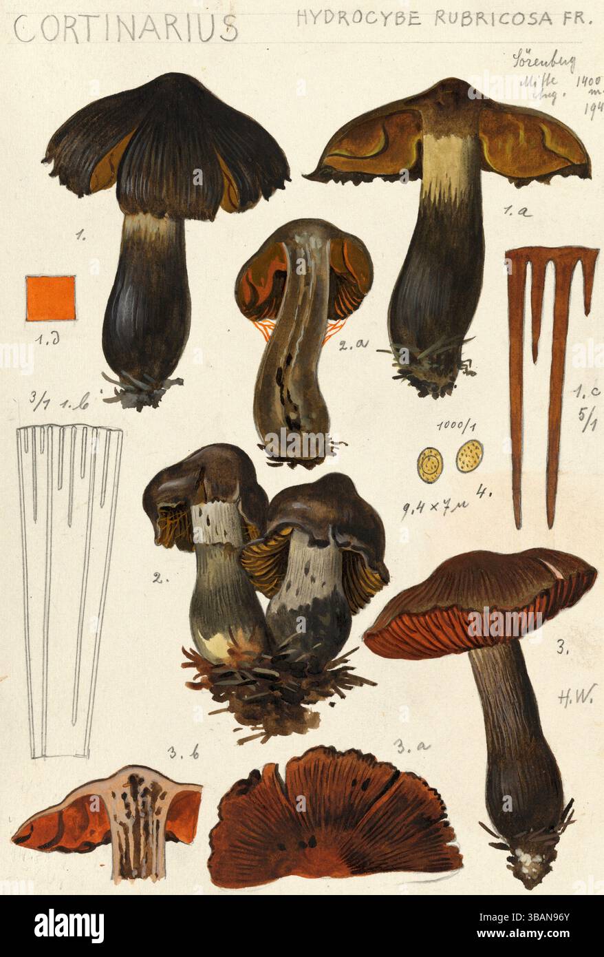 Mushroom, fungi, Cortinarius hydrocybe rubricosa , authentic ...